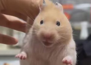 What should I do if a hamster bites me? - Pet hamster home