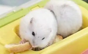 dwarf hamster life expectancy - Pet hamster home