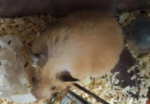 How long is a hamster pregnant? - Pet hamster home