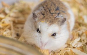 Do hamster have tails? - Pet hamster home