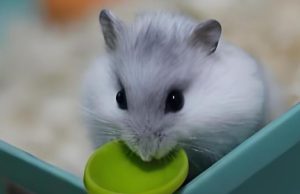 can hamsters have rabies? - Pet hamster home