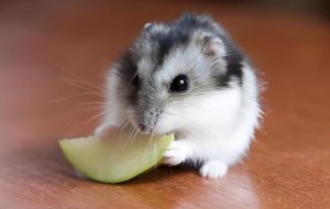 hamsters life cycle - Pet hamster home