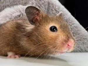 what are hamsters predators? - Pet hamster home